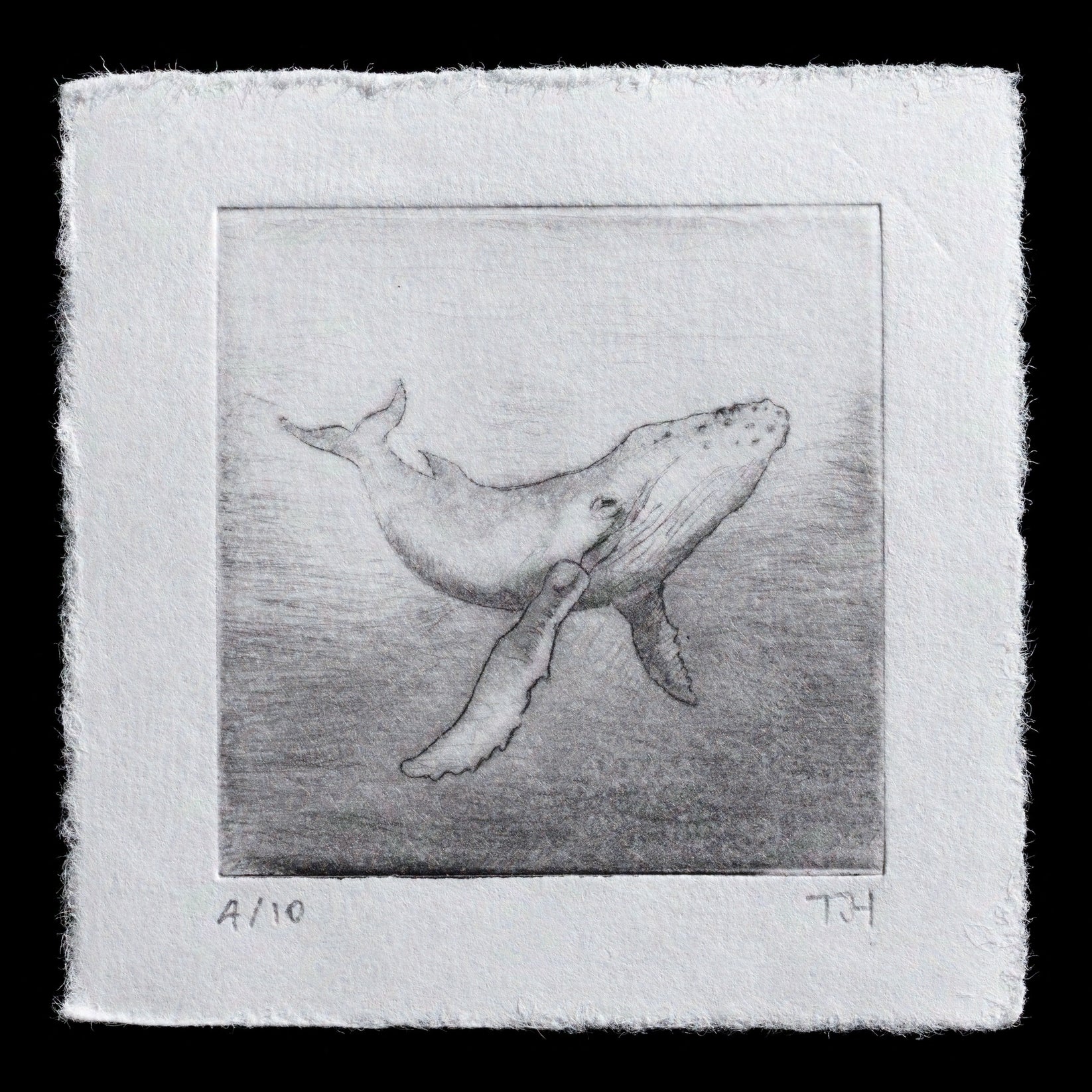 "Humpback Whale" by Tim Holmes – OPEN PRINT EXCHANGE